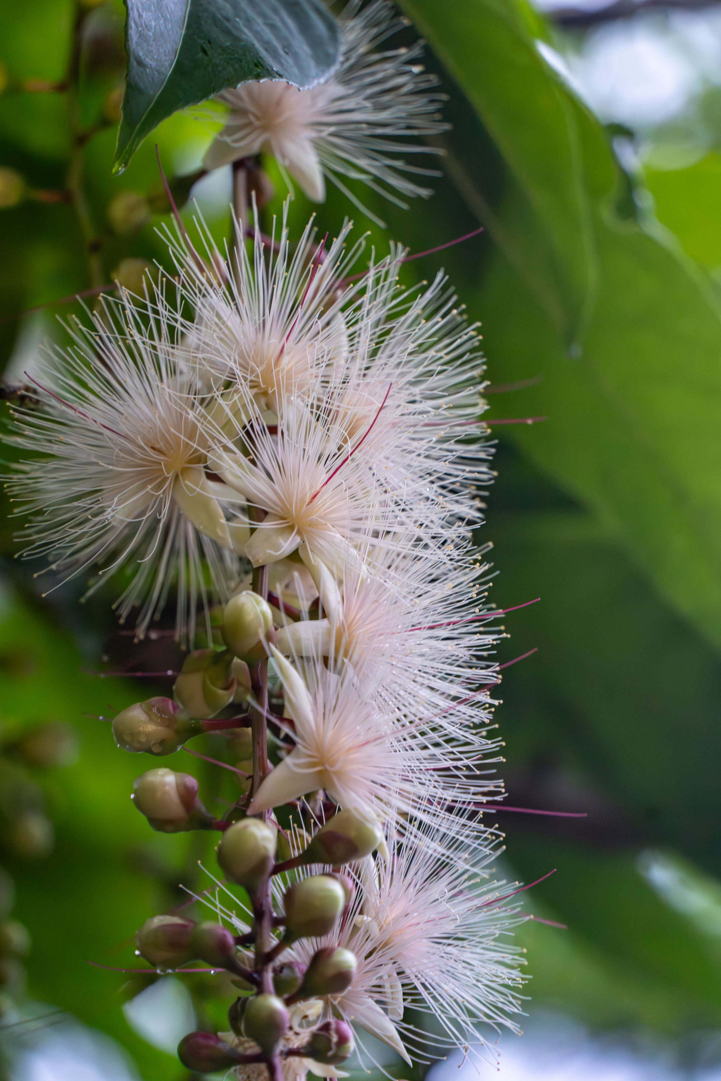 サガリバナ(もと犬さん) | αcafe αの写真投稿サイト ｜ ソニー