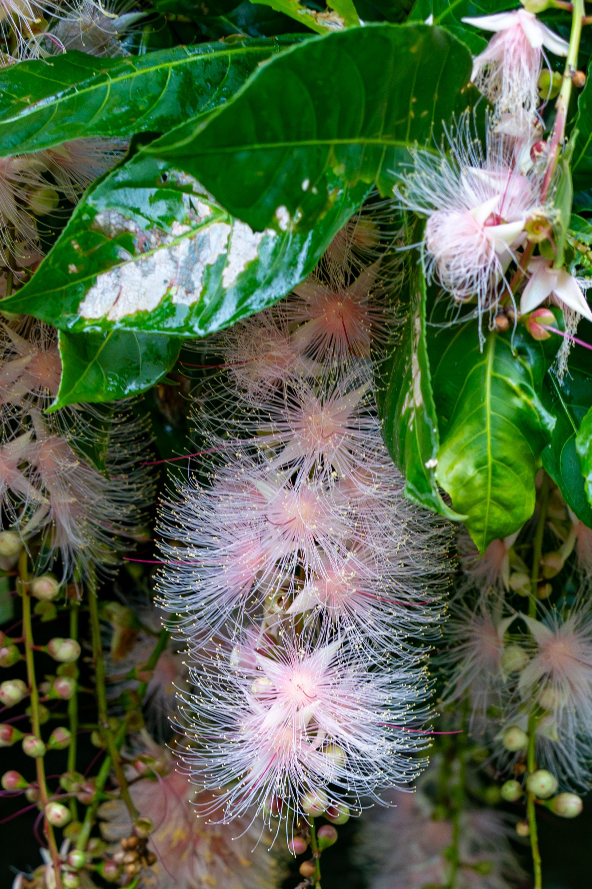 サガリバナ(もと犬さん) | αcafe αの写真投稿サイト ｜ ソニー