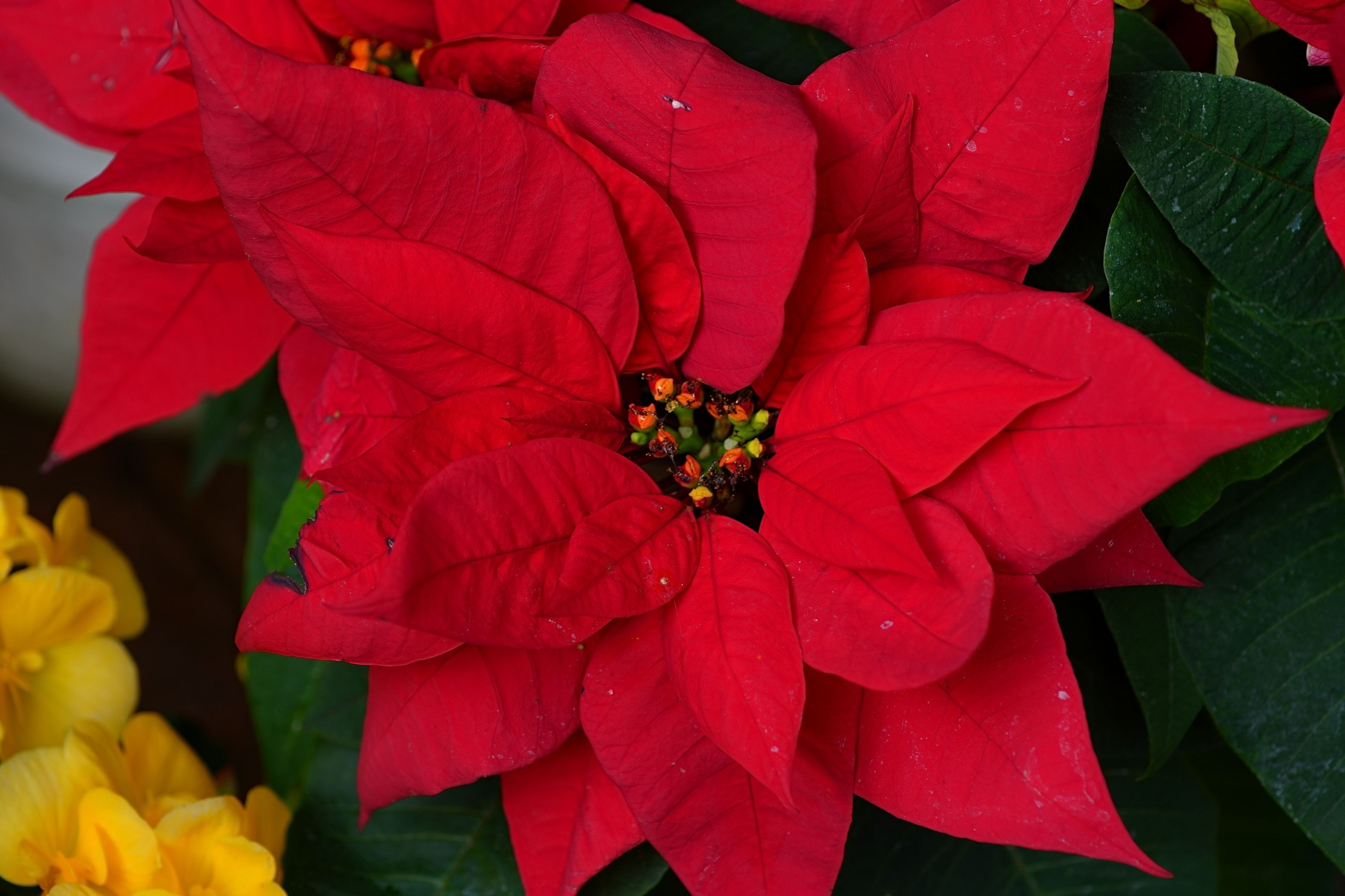 Xmas Flour(たかのさん) | αcafe αの写真投稿サイト ｜ ソニー