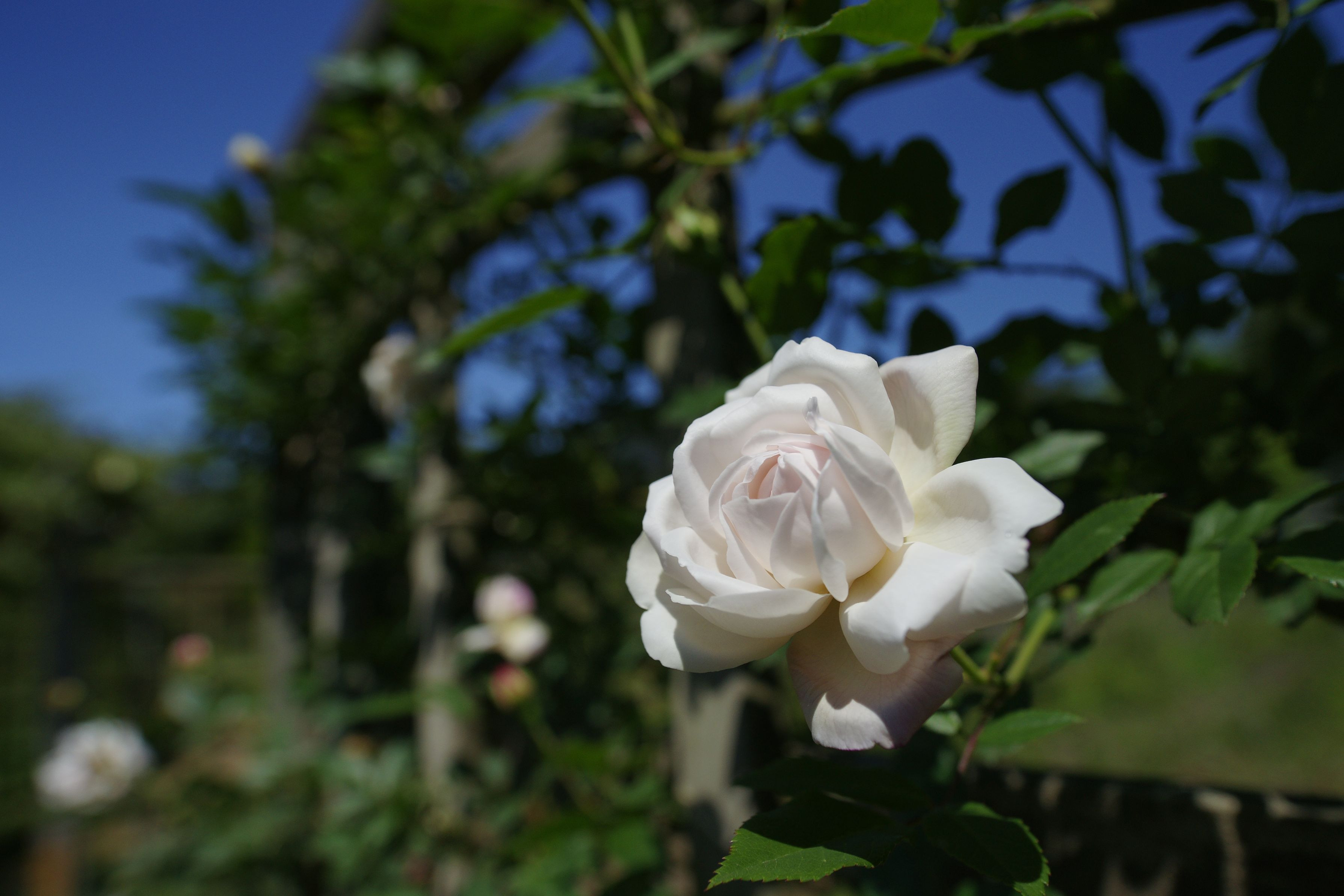 Rosa indica major(Praesepeさん) | αcafe αの写真投稿サイト ｜ ソニー