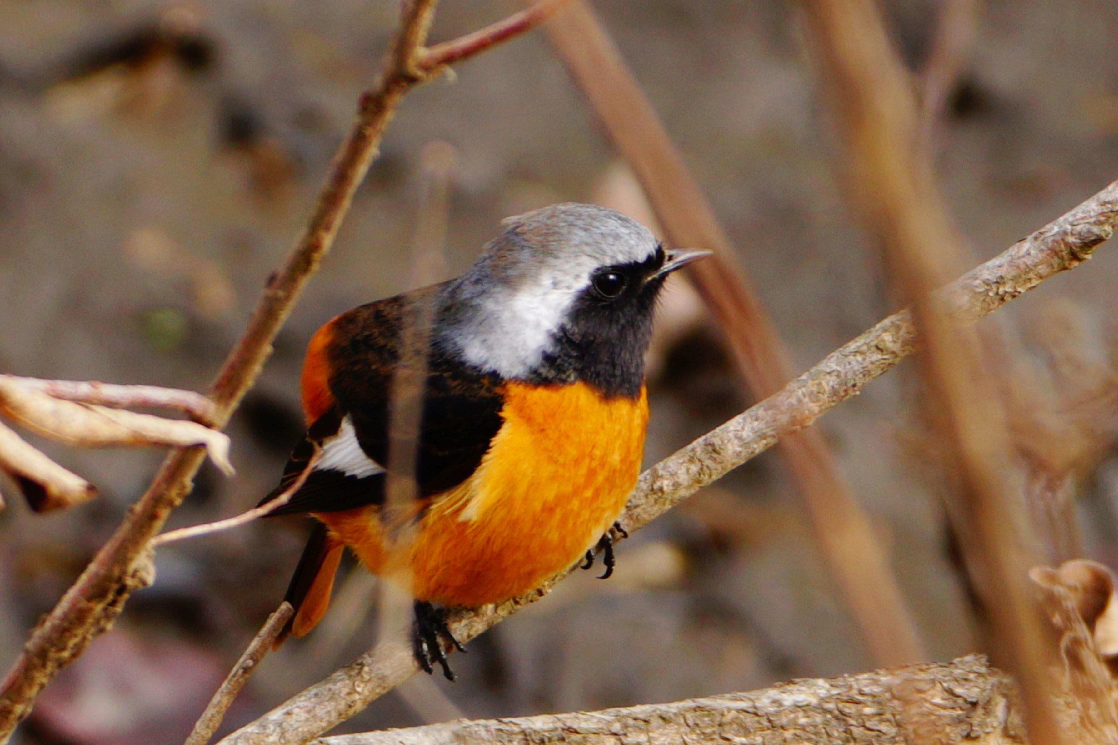 ジョウビタキ オス(クリスタルさん) | αcafe αの写真投稿サイト ｜ ソニー