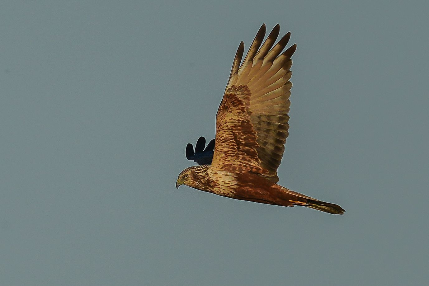日没間近のチュウヒ（沢鵟）、コチョウゲンボウ（小長元坊）(CHELSKYさん) | αcafe αの写真投稿サイト ｜ ソニー