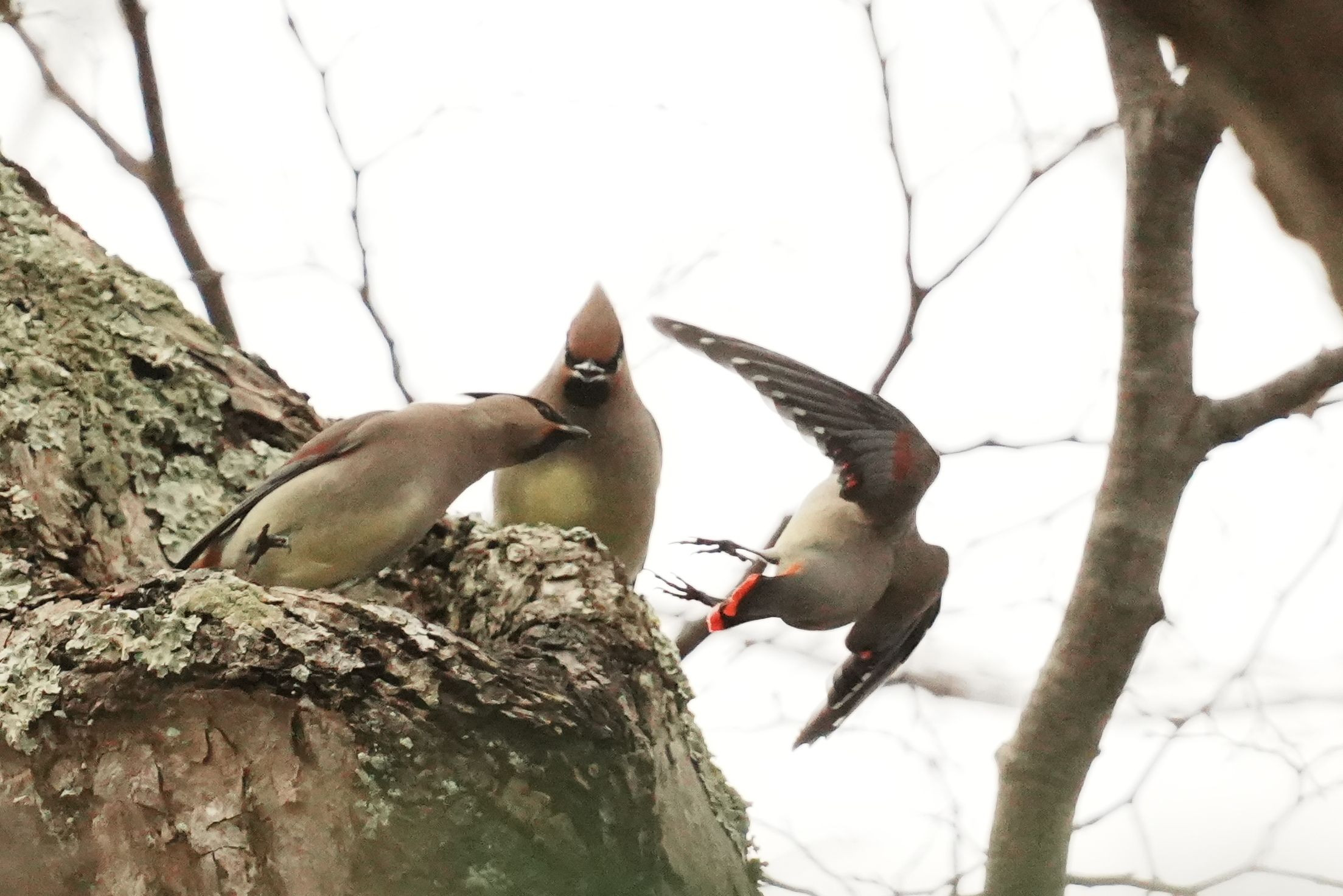 レンジャクの飛来(masatoriさん) | αcafe αの写真投稿サイト ｜ ソニー