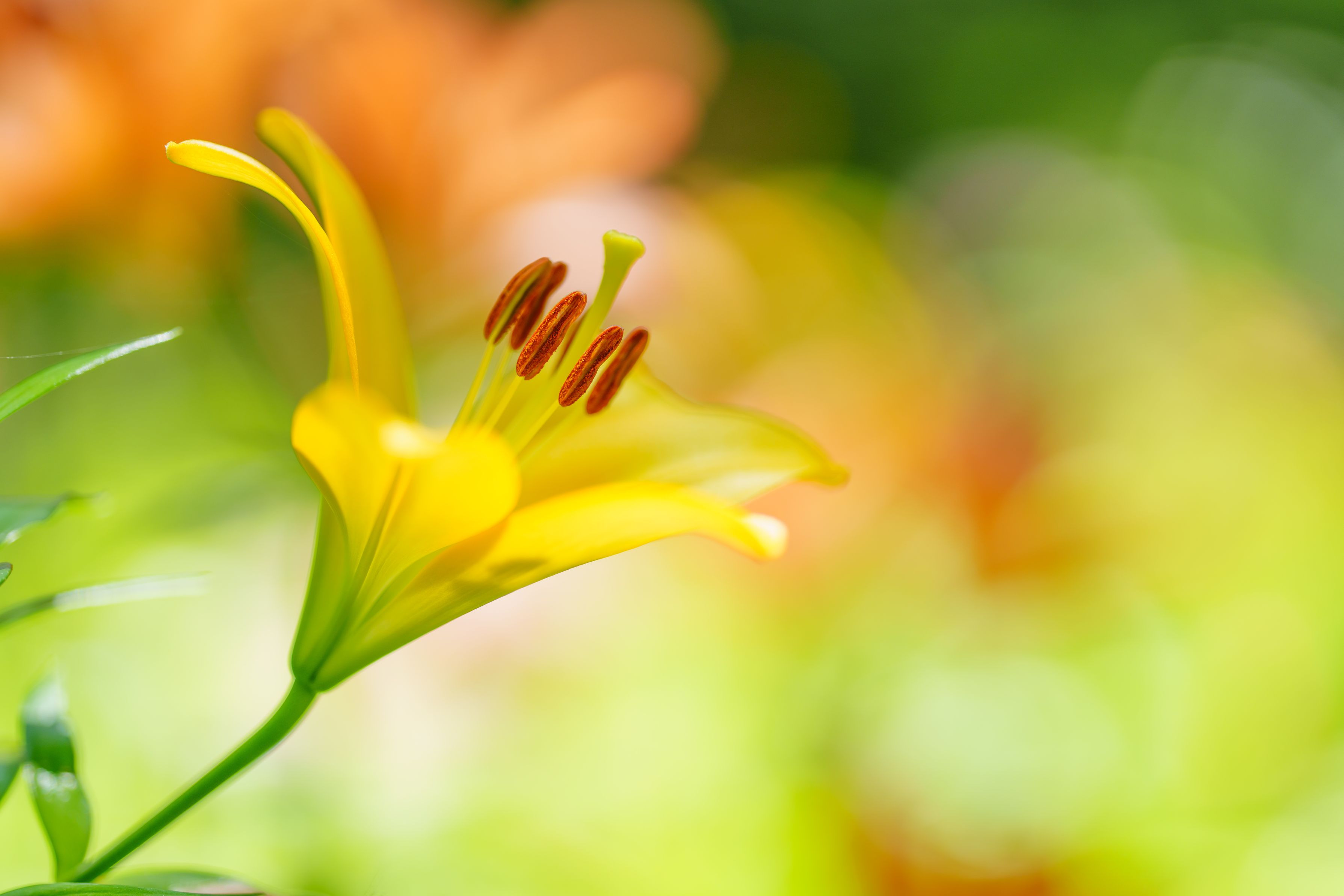 Lily World(たかっちゃんαさん) | αcafe αの写真投稿サイト ｜ ソニー