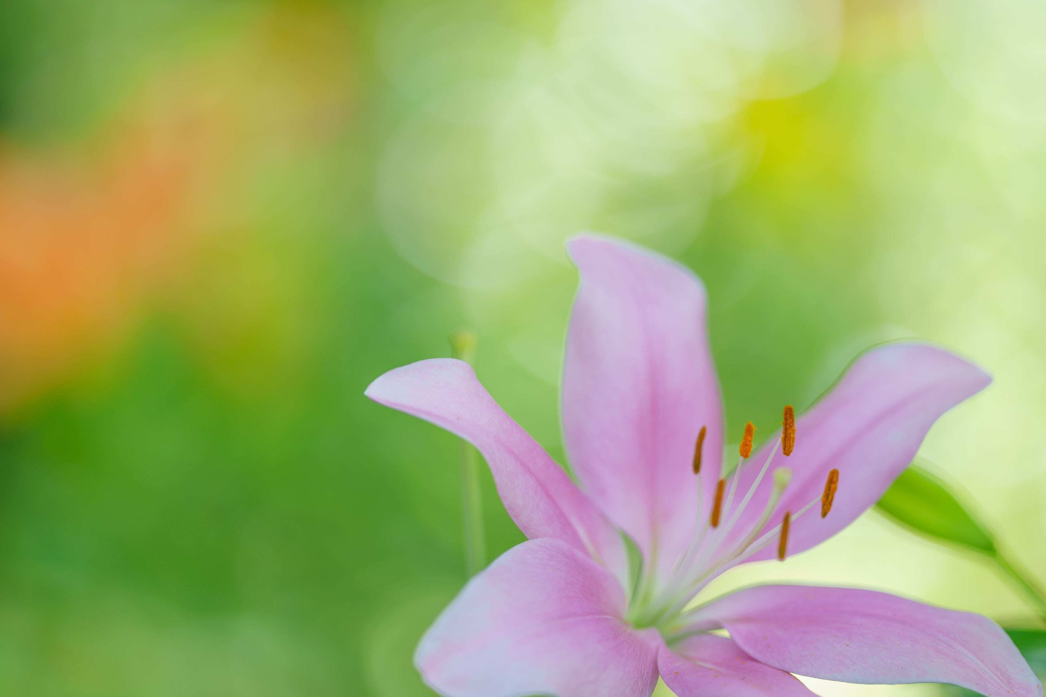 Lily World(たかっちゃんαさん) | αcafe αの写真投稿サイト ｜ ソニー