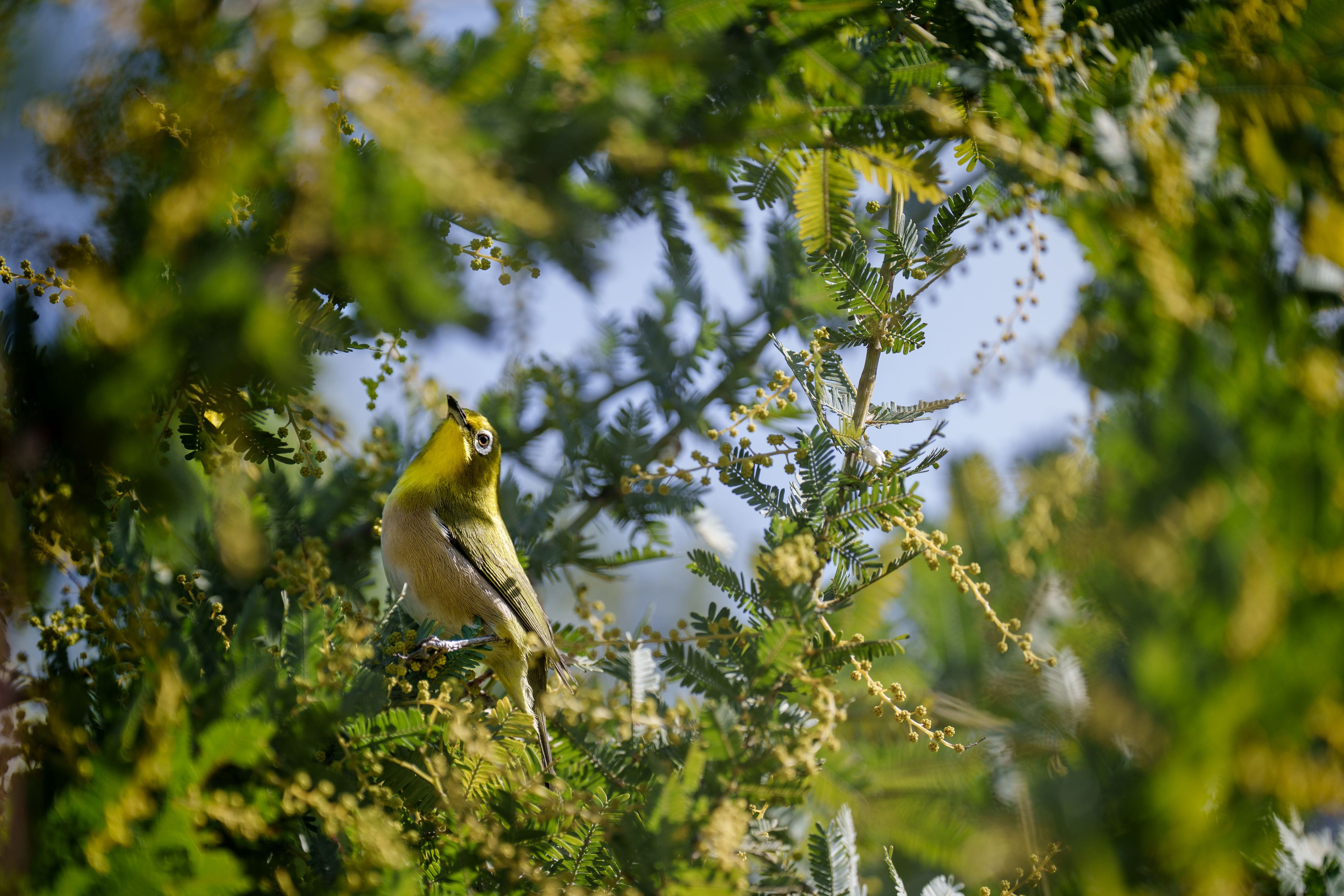 ミモザ ふふむ(NoChinさん) | αcafe αの写真投稿サイト ｜ ソニー