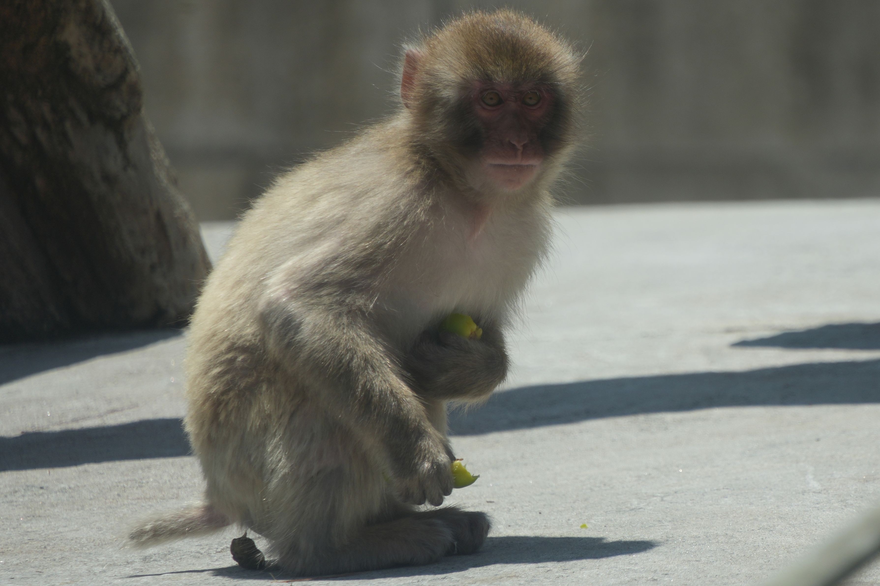 おサルの野菜泥棒出没注意‼(toshi RUさん) | αcafe αの写真投稿サイト ｜ ソニー