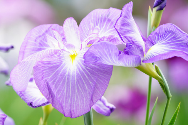 皇居東御苑Gαsha！撮影会(ノッチさん) | αcafe αの写真投稿サイト ｜ ソニー