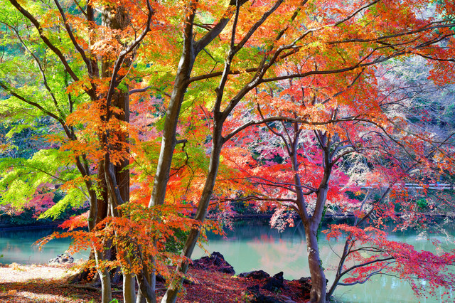 下ノ池の紅葉(ノッチさん) | αcafe αの写真投稿サイト ｜ ソニー