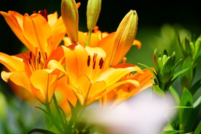 ユリの花(ノッチさん) | αcafe αの写真投稿サイト ｜ ソニー