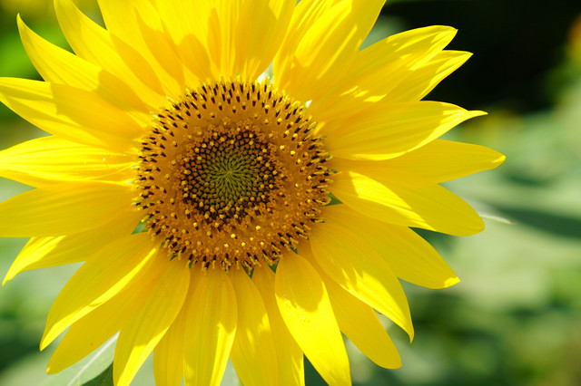 向日葵に夏空(ノッチさん) | αcafe αの写真投稿サイト ｜ ソニー
