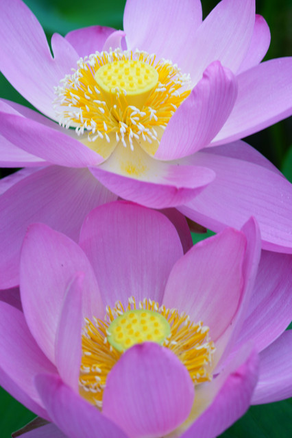 百合と蓮（最近報道で良く見かけるような、、、？）(ノッチさん) | αcafe αの写真投稿サイト ｜ ソニー