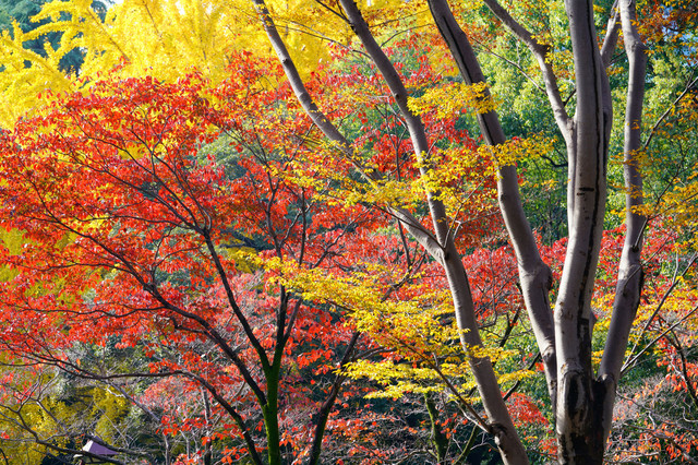 都心に秋本番(ノッチさん) | αcafe αの写真投稿サイト ｜ ソニー