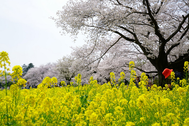 昭和記念公園のサクラ(ノッチさん) | αcafe αの写真投稿サイト ｜ ソニー