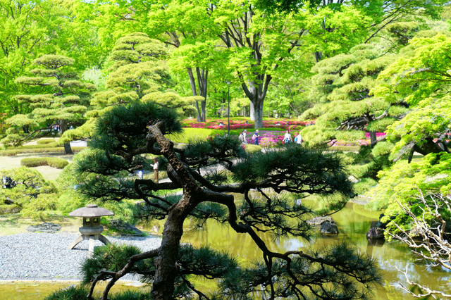 皇居東御苑つつじ(ノッチさん) | αcafe αの写真投稿サイト ｜ ソニー