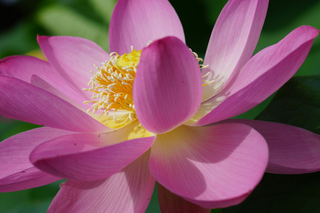 千葉公園の大賀ハス(ノッチさん) | αcafe αの写真投稿サイト ｜ ソニー