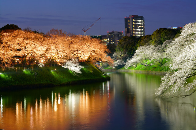 静寂な千鳥ヶ淵(ノッチさん) | αcafe αの写真投稿サイト ｜ ソニー