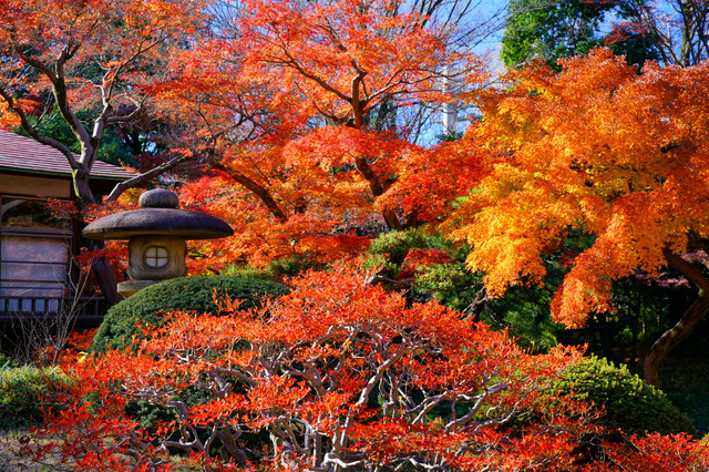 小石川後楽園の紅葉（2）(ノッチさん) | αcafe αの写真投稿サイト ｜ ソニー