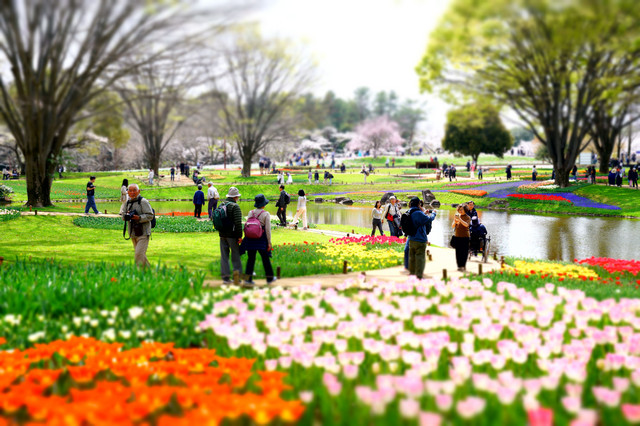 昭和記念公園 渓流広場(ノッチさん) | αcafe αの写真投稿サイト ｜ ソニー
