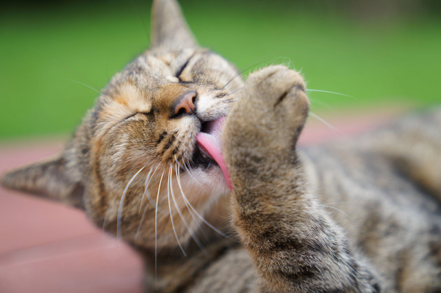 野良(ノッチさん) | αcafe αの写真投稿サイト ｜ ソニー