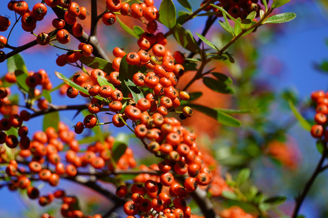 庭のピラカンサ2024(銀輪さん) | αcafe αの写真投稿サイト ｜ ソニー