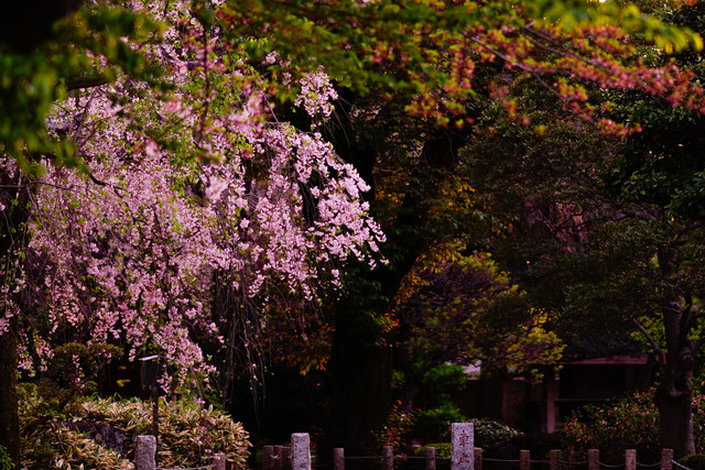 頬をサクラ色に染めて(noriさん) | αcafe αの写真投稿サイト ｜ ソニー