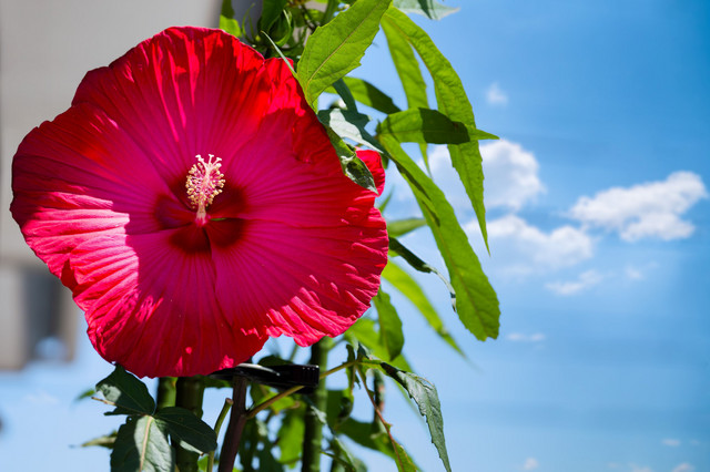 -Aloha Bloom- 我が家の南国風花壇 ハイビスカスとタイタンビカス編(ゆうちゃんさん) | αcafe αの写真投稿サイト ｜ ソニー