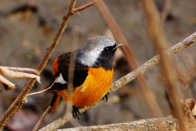 ジョウビタキ オス(クリスタルさん) | αcafe αの写真投稿サイト ｜ ソニー