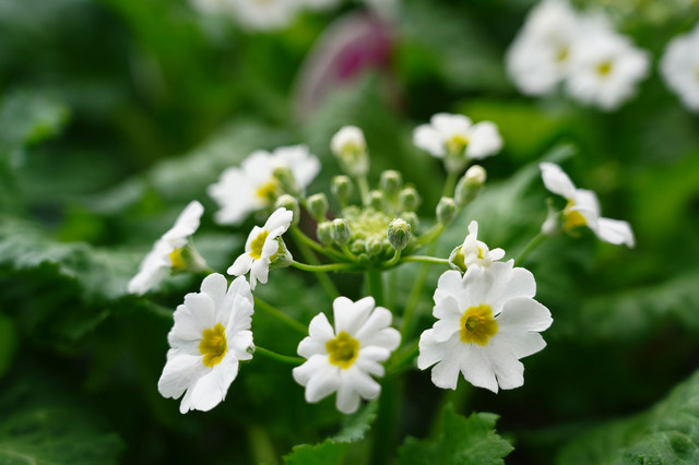 冬の代表選手 プリムラ！(クララさん) | αcafe αの写真投稿サイト ｜ ソニー