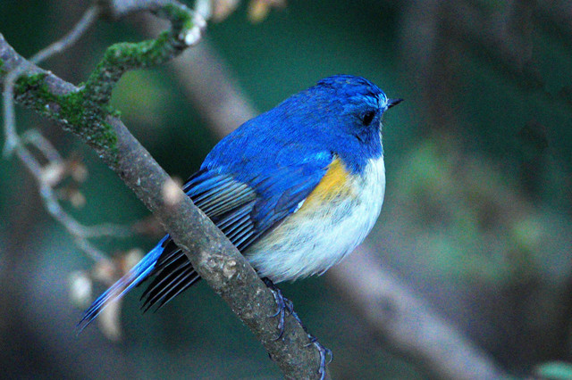 今日のルリビタキ(よっちゃんさん) | αcafe αの写真投稿サイト ｜ ソニー