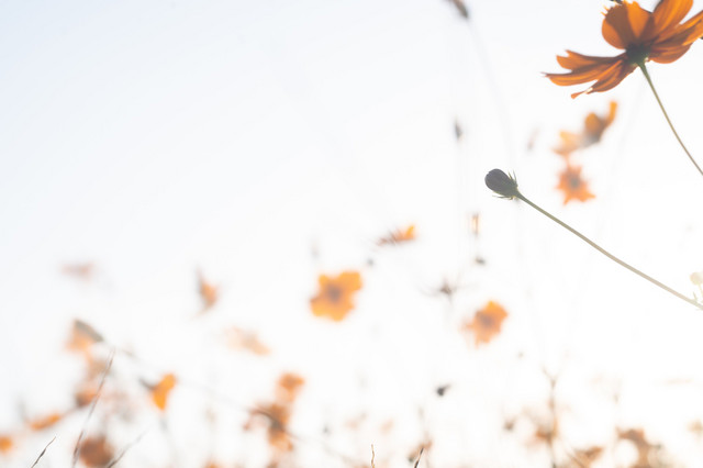 キバナコスモス(tell-keyさん) | αcafe αの写真投稿サイト ｜ ソニー