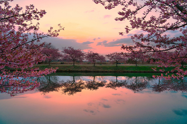 sakura reflection(yukoさん) | αcafe αの写真投稿サイト ｜ ソニー