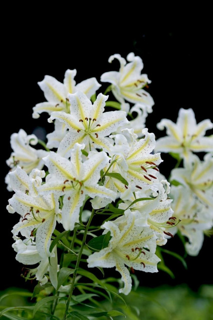 ⭐︎ lily queen ⭐︎(satoさん) | αcafe αの写真投稿サイト ｜ ソニー