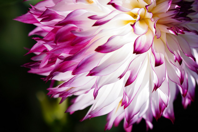 神代植物公園 駆け足の滞在 (⌒ ⌒；) (チョコさん) | αcafe αの写真投稿サイト ｜ ソニー