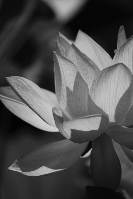 LOTUS vol.2(アイのりさん) | αcafe αの写真投稿サイト ｜ ソニー