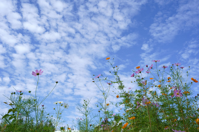 天高く カラフルに咲く(Hyper MWSさん) | αcafe αの写真投稿サイト ｜ ソニー