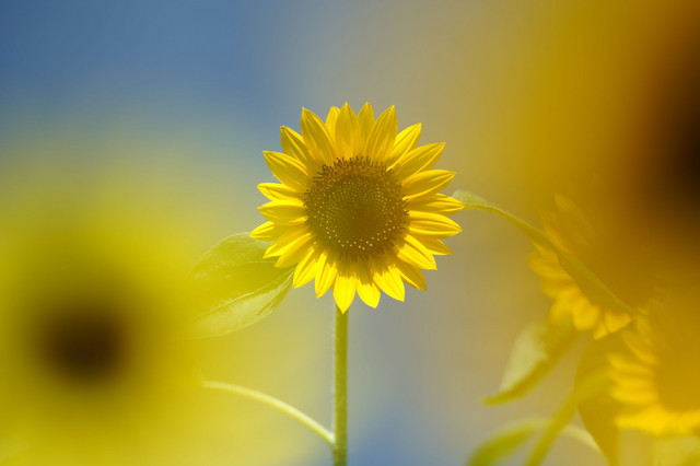 裏庭のヒマワリ(Hyper MWSさん) | αcafe αの写真投稿サイト ｜ ソニー