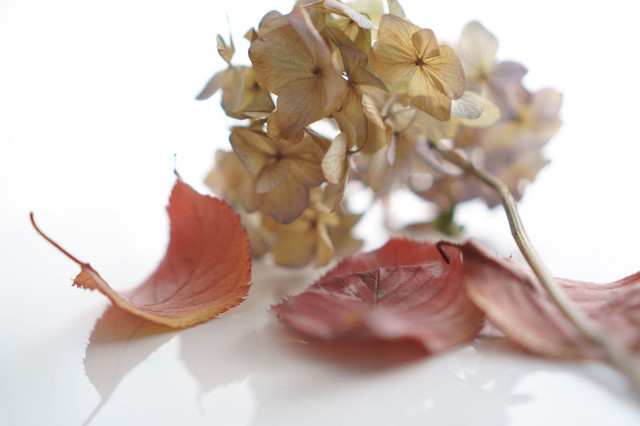 dry~紫陽花(kimi.さん) | αcafe αの写真投稿サイト ｜ ソニー