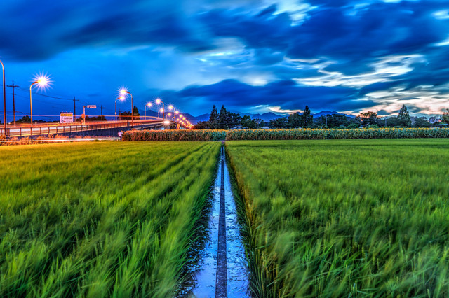 向日葵 2022(NoChinさん) | αcafe αの写真投稿サイト ｜ ソニー