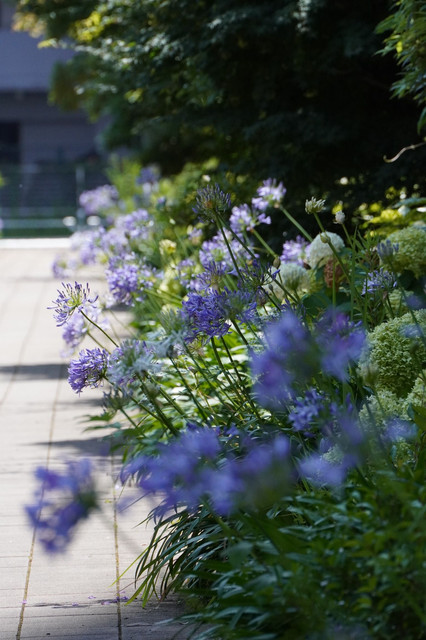 アガパンサスの小径 #新人応援CP2023#(にゃーきちさん) | αcafe αの写真投稿サイト ｜ ソニー